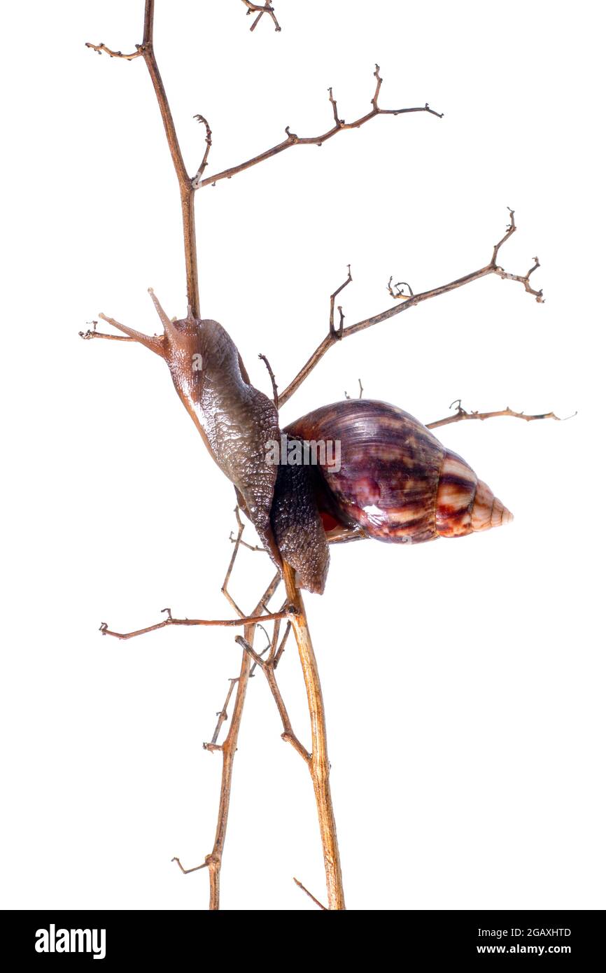 Garden snail isolated on white Stock Photo - Alamy