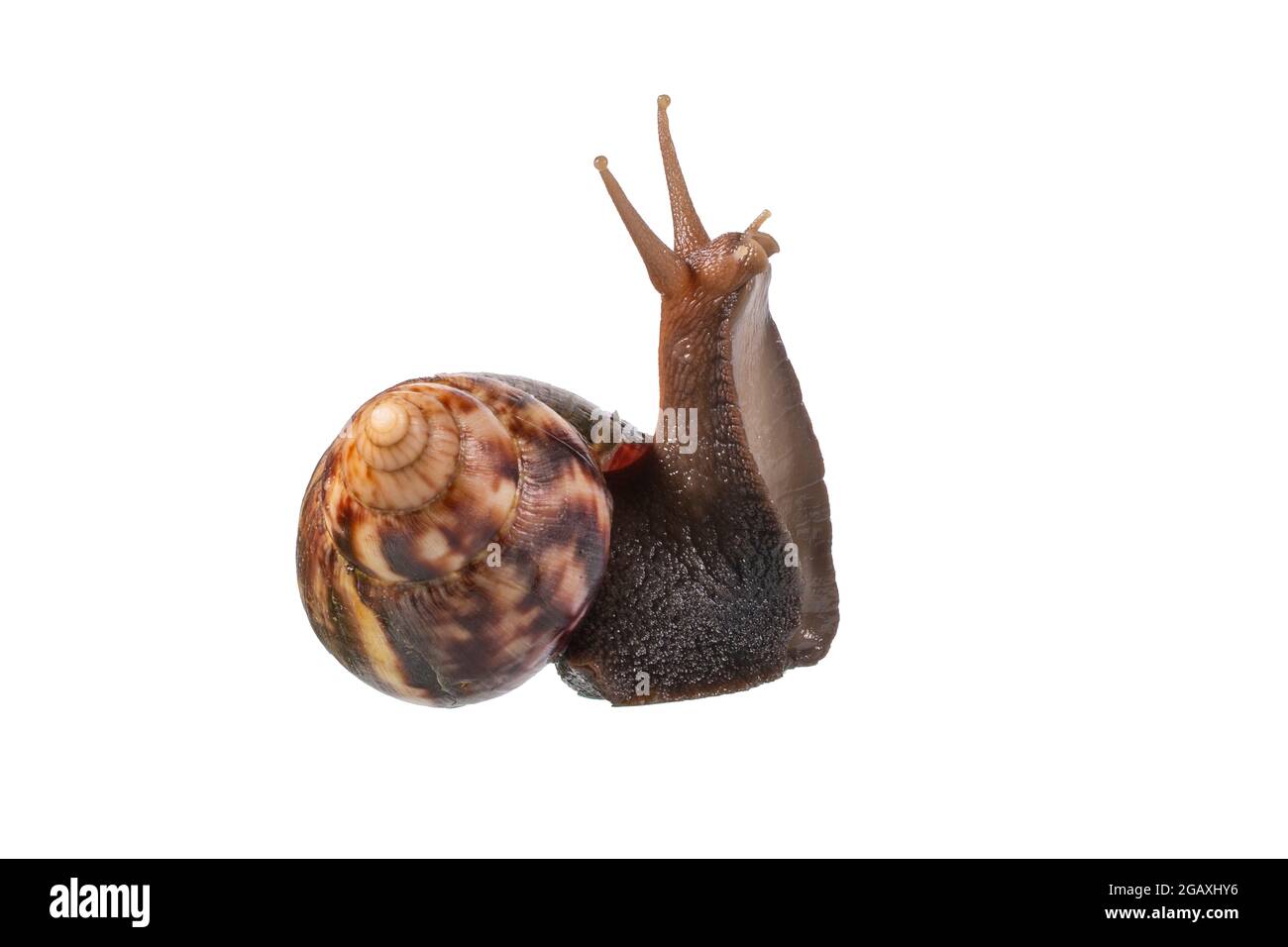 Garden snail isolated on white Stock Photo - Alamy