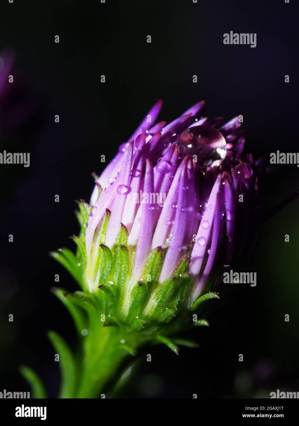 Lila flower hi-res stock photography and images - Alamy