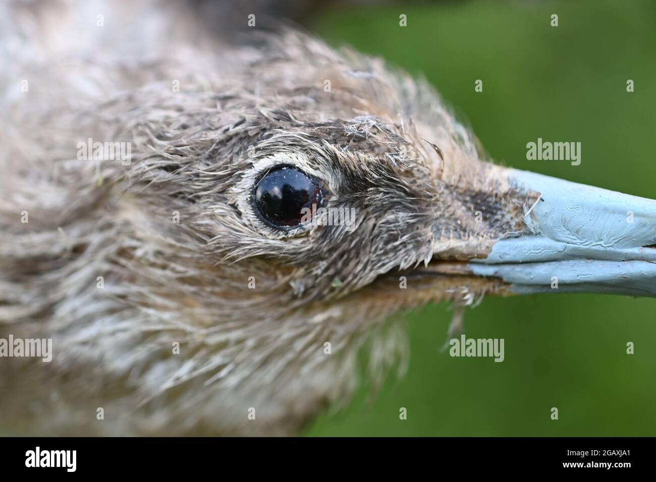 Disheveled bird hi-res stock photography and images - Alamy
