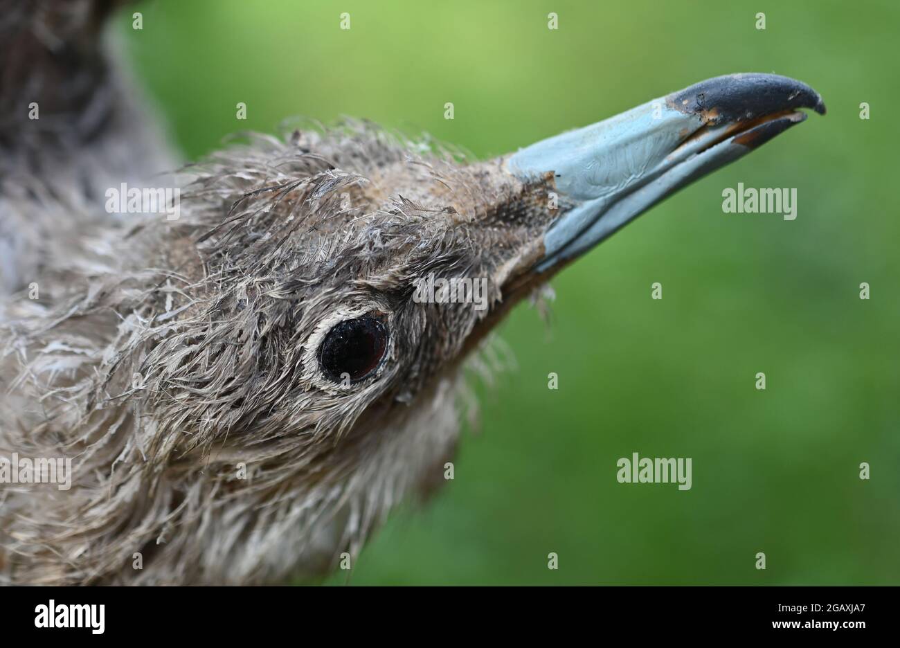 Disheveled look hi-res stock photography and images - Alamy