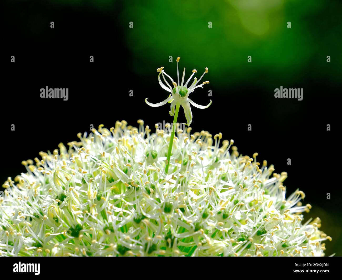 Single yellow and white stalk protruding from main flower ball against ...