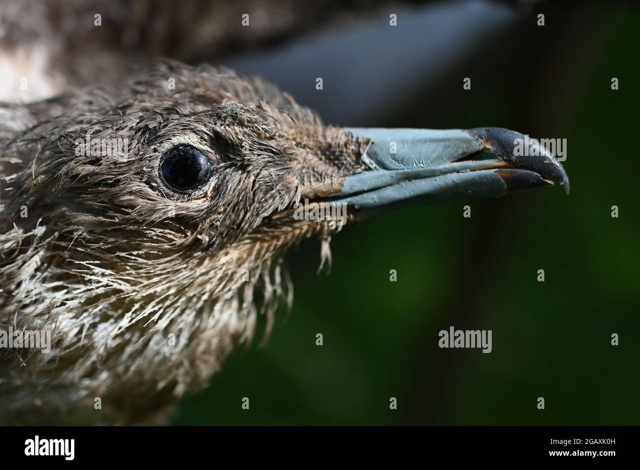 Broken disheveled hi-res stock photography and images - Alamy