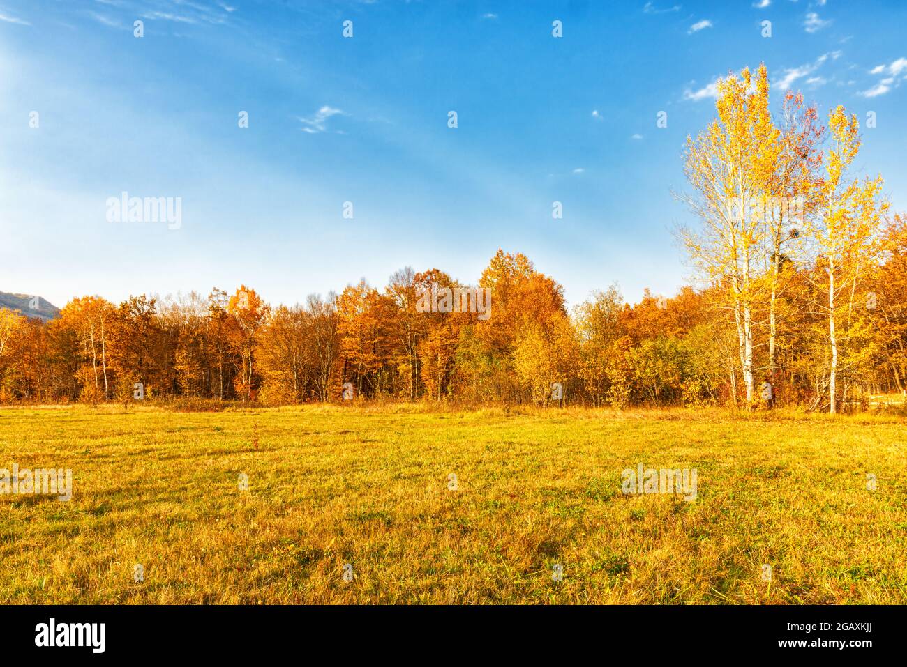Outskirts of the forest hi-res stock photography and images - Alamy