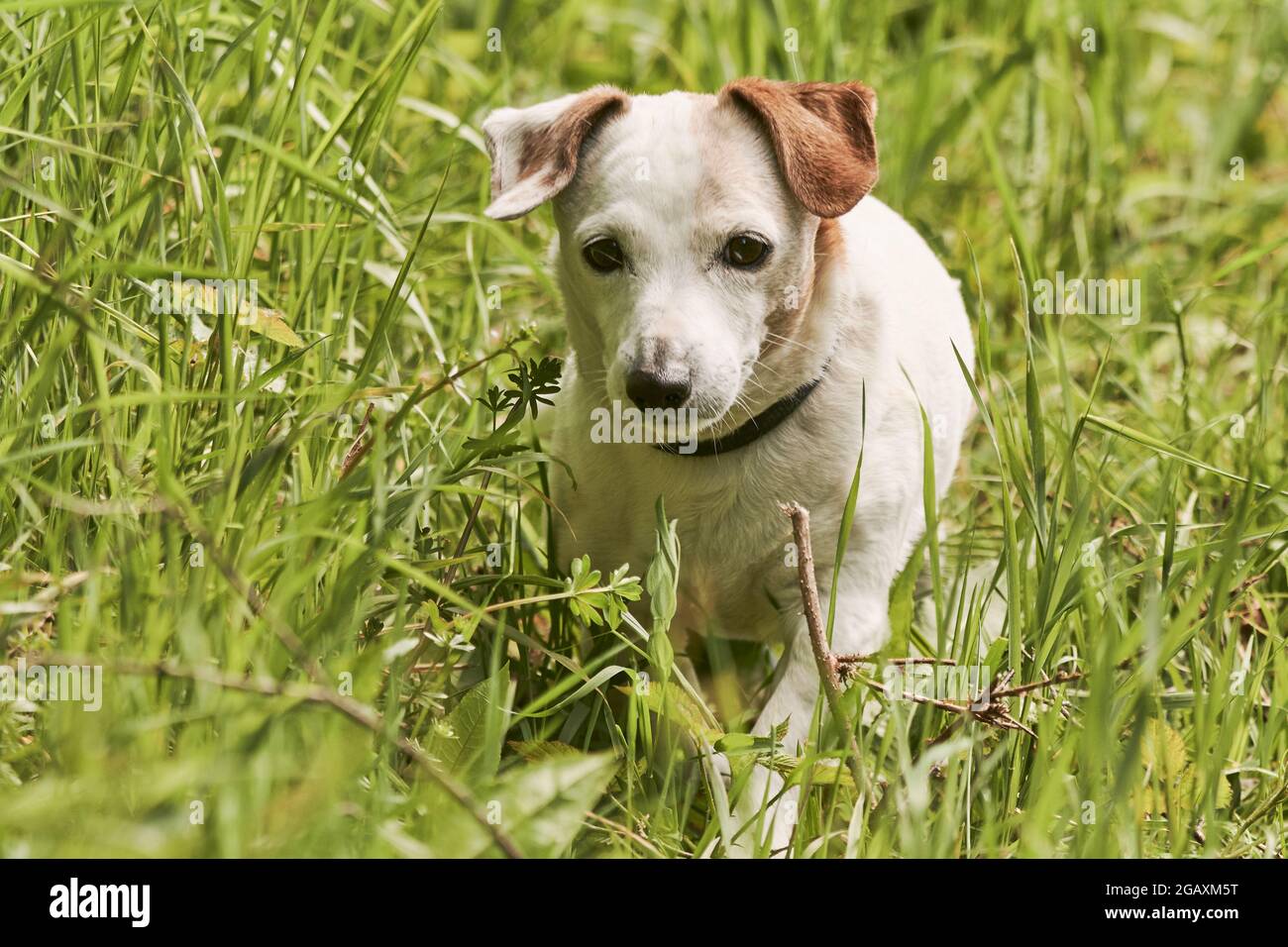 Summer jack russell terrier hi-res stock photography and images - Alamy