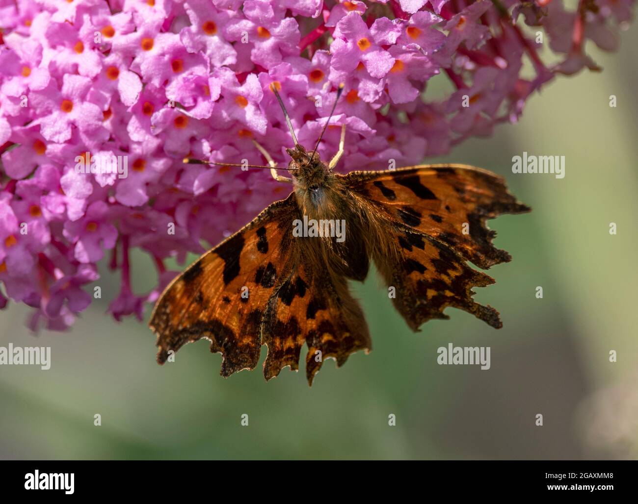 Wimbledon, London, UK. 1 August 2021. Insects attracted to a Buddleia ...