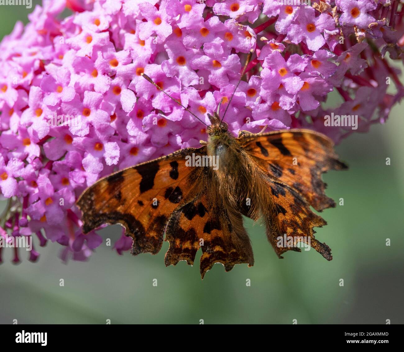 Wimbledon, London, UK. 1 August 2021. Insects attracted to a Buddleia ...