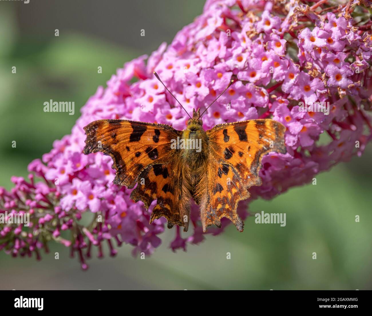 Wimbledon, London, UK. 1 August 2021. Insects attracted to a Buddleia ...