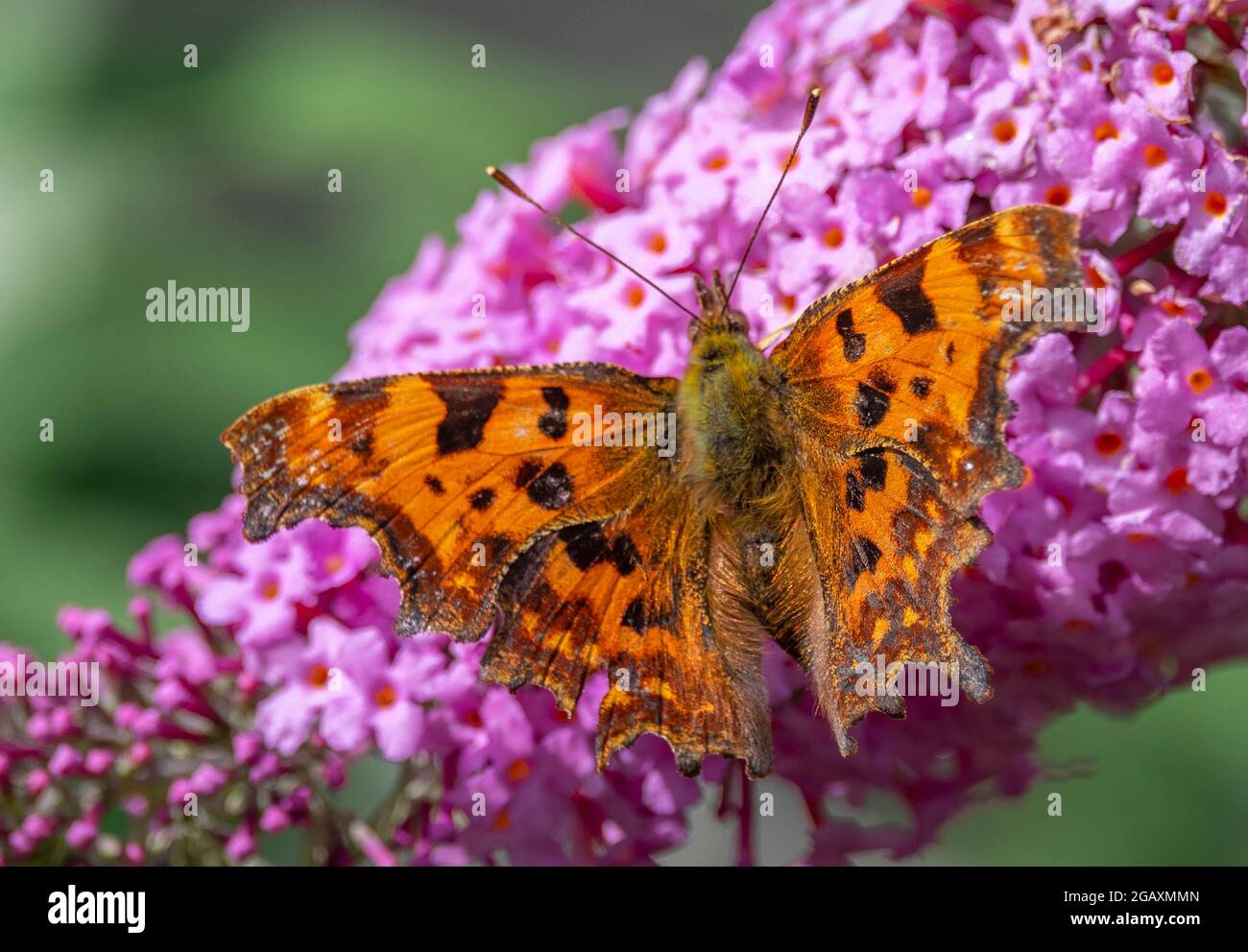 Wimbledon, London, UK. 1 August 2021. Insects attracted to a Buddleia ...