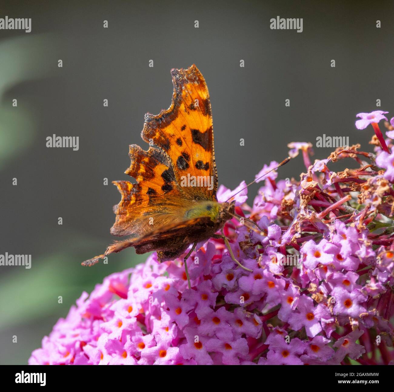Wimbledon, London, UK. 1 August 2021. Insects attracted to a Buddleia ...