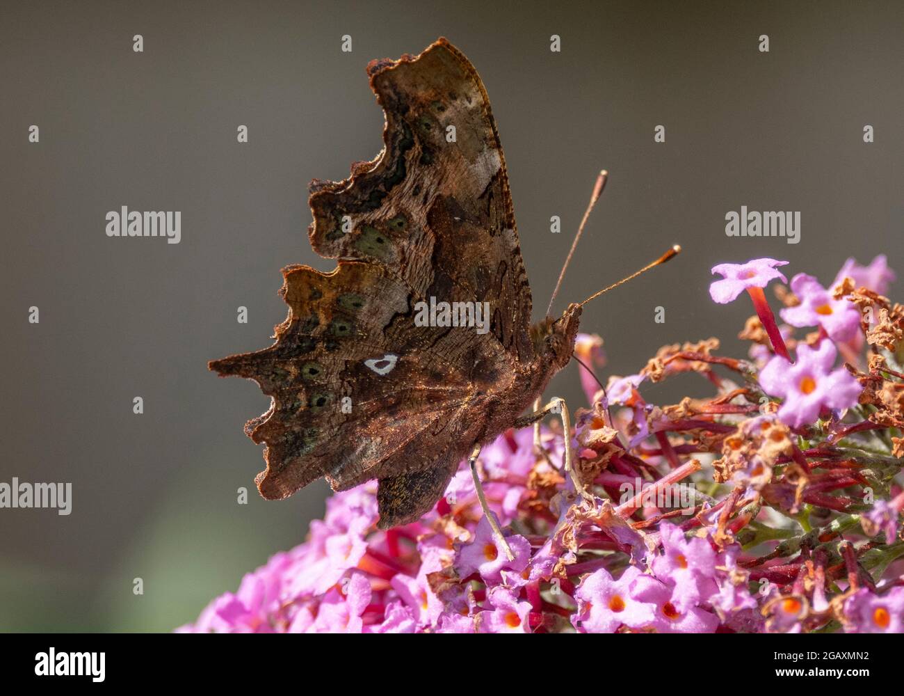Wimbledon, London, UK. 1 August 2021. Insects attracted to a Buddleia ...