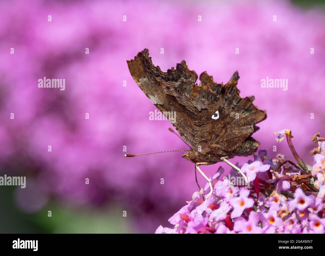 Wimbledon, London, UK. 1 August 2021. Insects attracted to a Buddleia ...