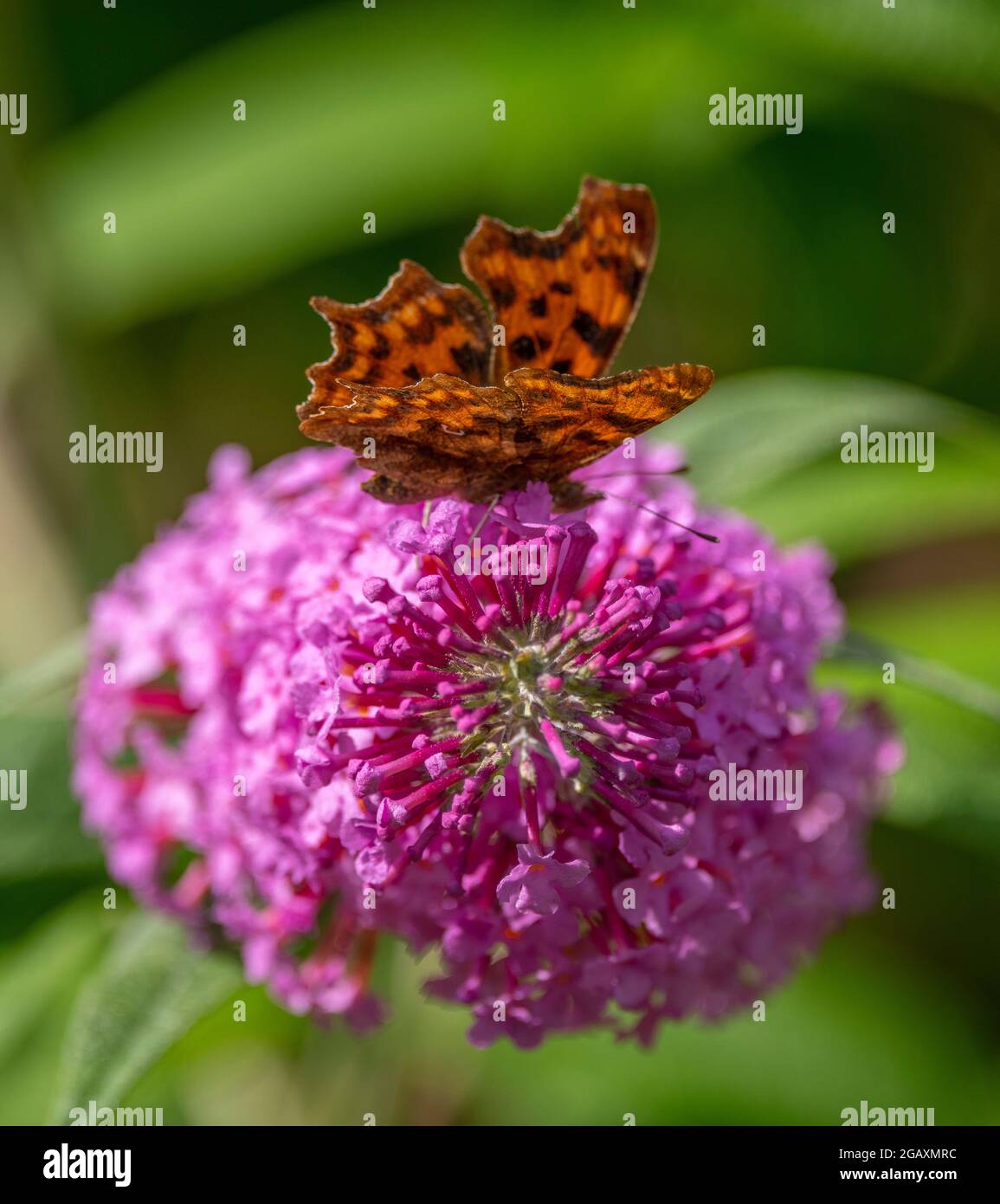 Wimbledon, London, UK. 1 August 2021. Insects attracted to a Buddleia ...