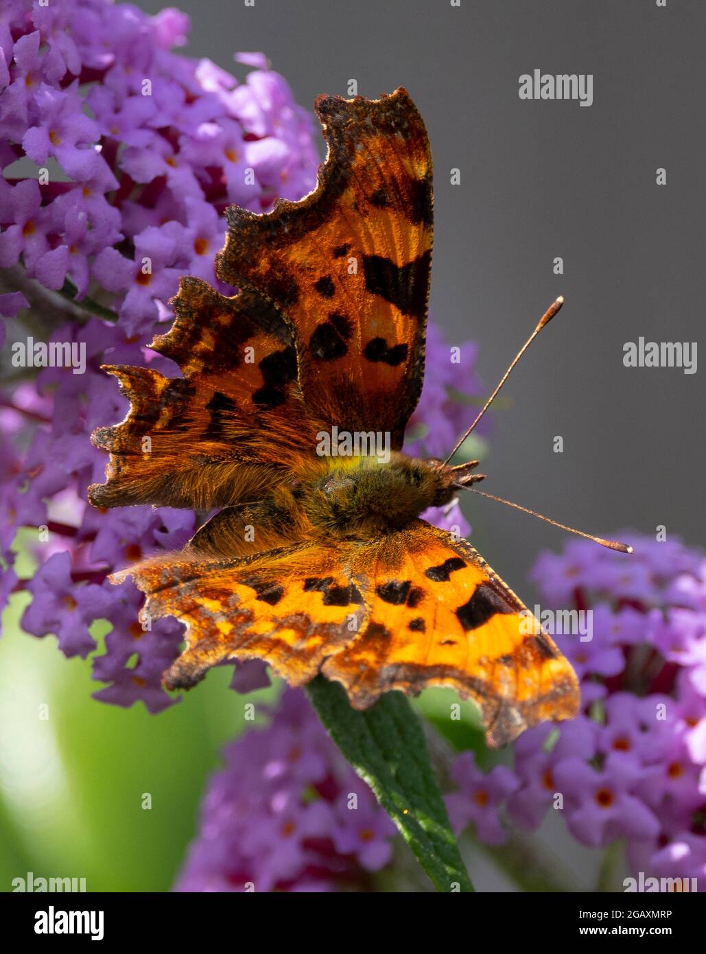 Wimbledon, London, UK. 1 August 2021. Insects attracted to a Buddleia ...