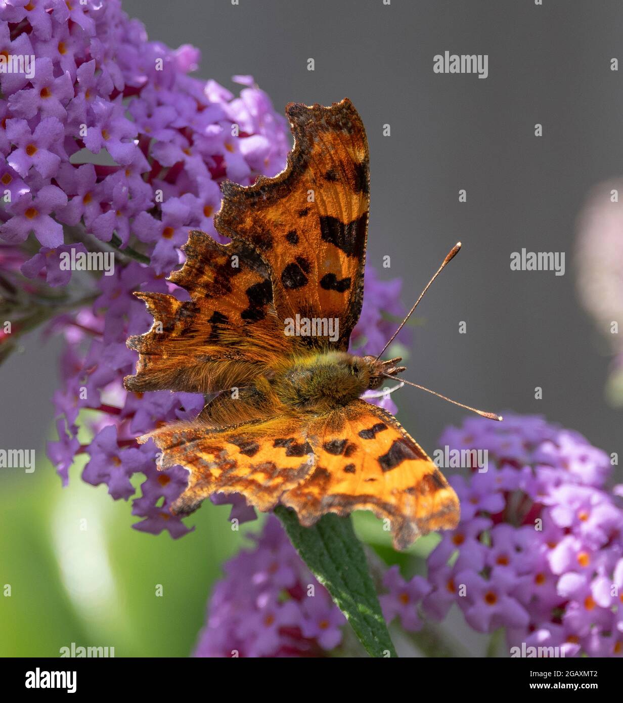 Wimbledon, London, UK. 1 August 2021. Insects attracted to a Buddleia ...