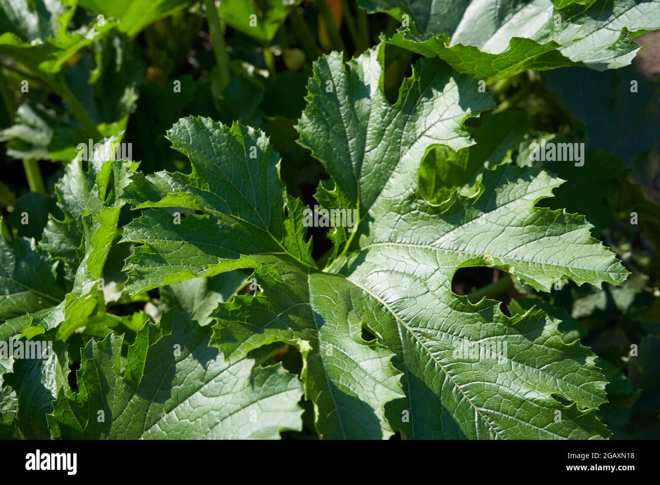 A large green leaf of zucchini in the greenhouse. A leaf that grows on ...