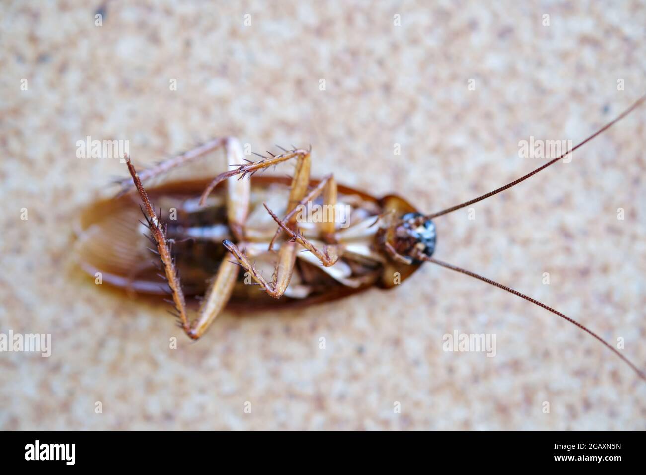Dead body on floor hi-res stock photography and images - Alamy