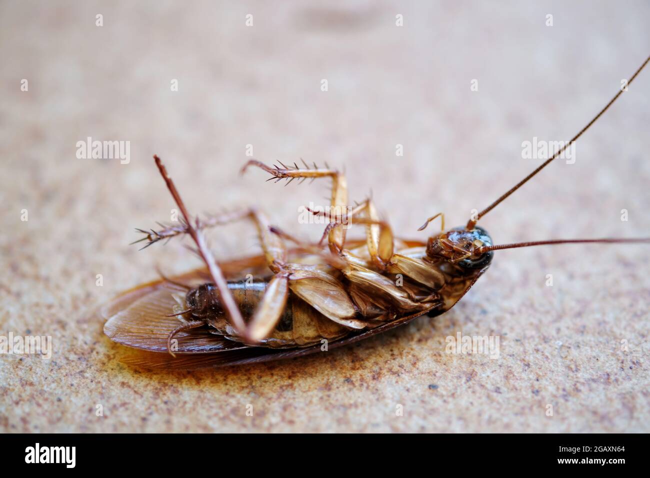 Dead cockroach lay on floor close up Stock Photo - Alamy