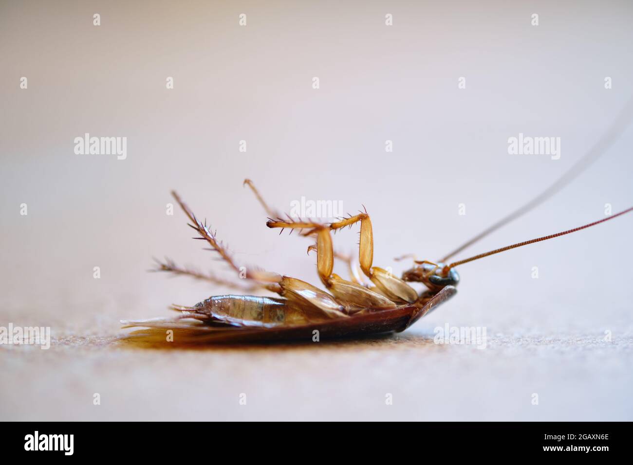 Dead body on floor hi-res stock photography and images - Alamy