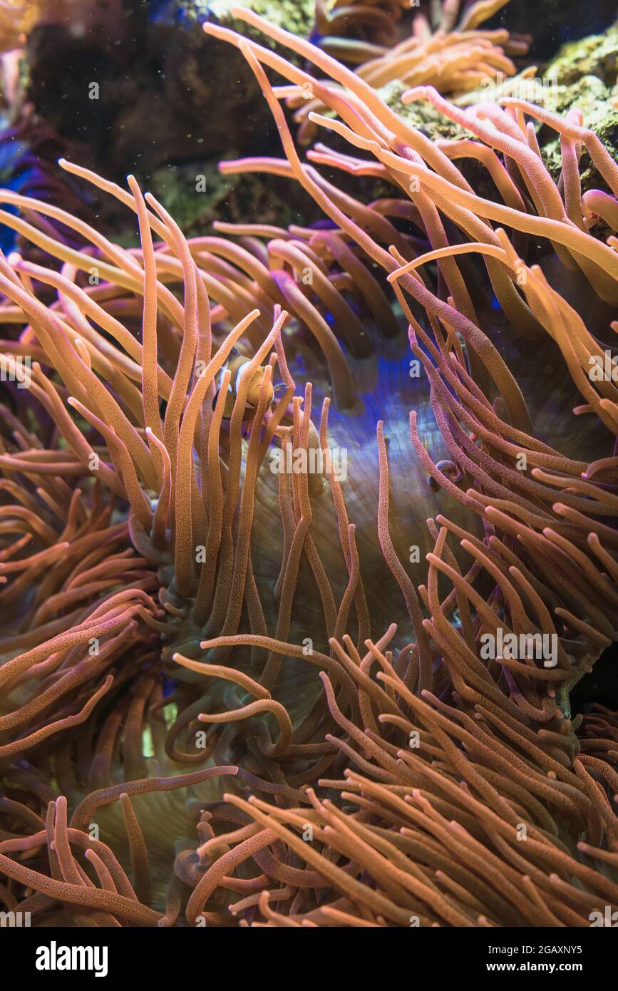 Tentacles of bubble tip anemone hi-res stock photography and images - Alamy