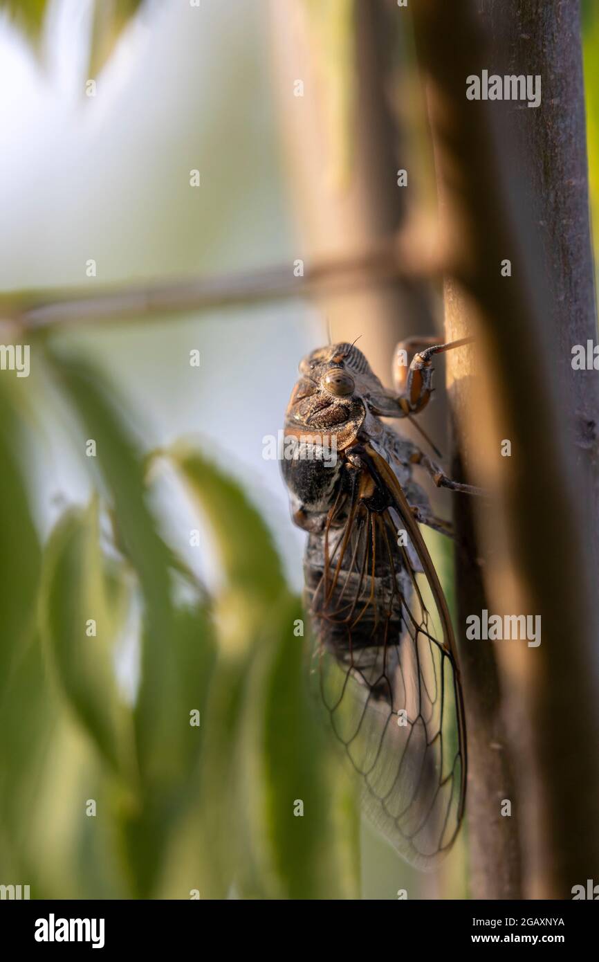 Cicada moth hi-res stock photography and images - Alamy