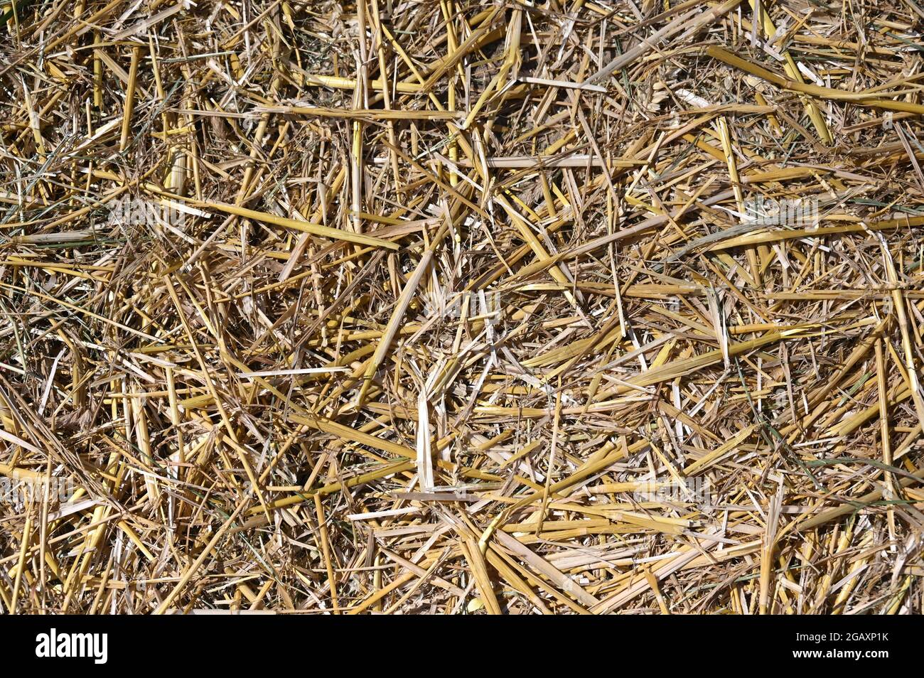 Dry golden yellow wheat straw Stock Photo - Alamy