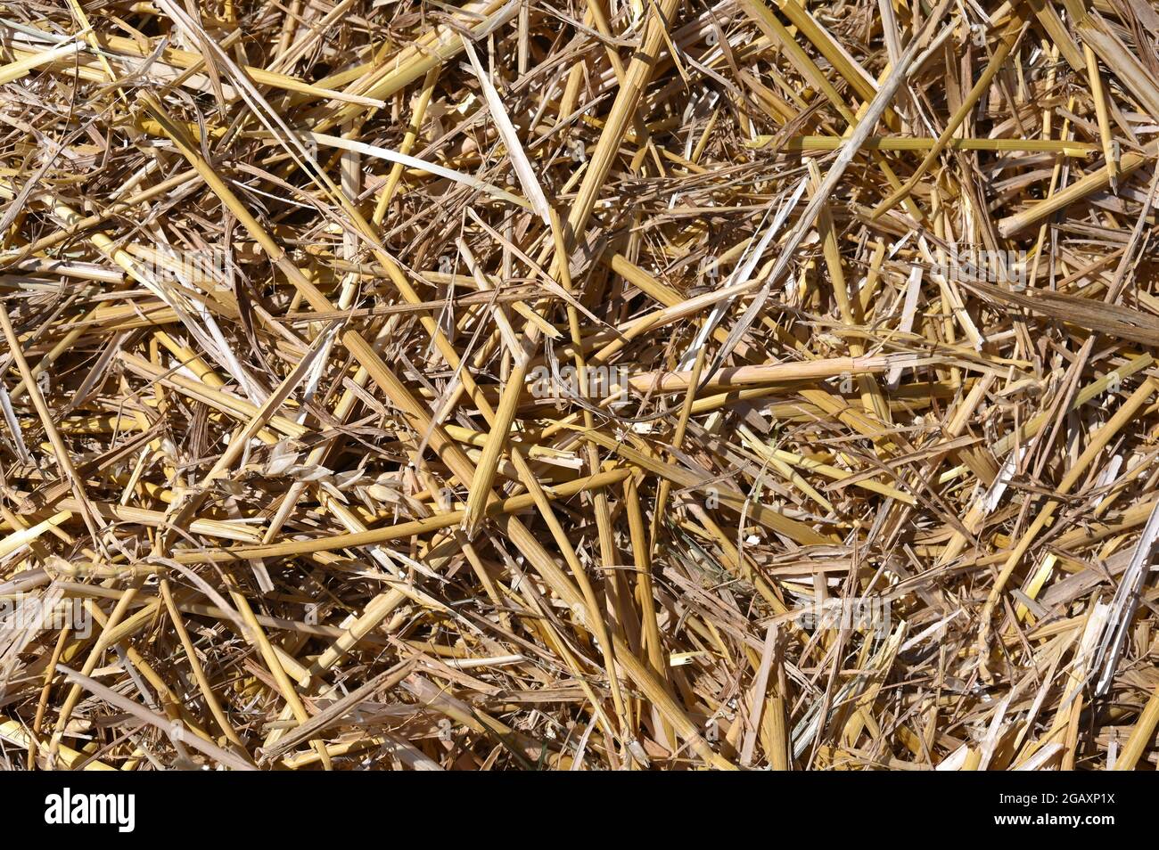 Dry golden yellow wheat straw Stock Photo - Alamy