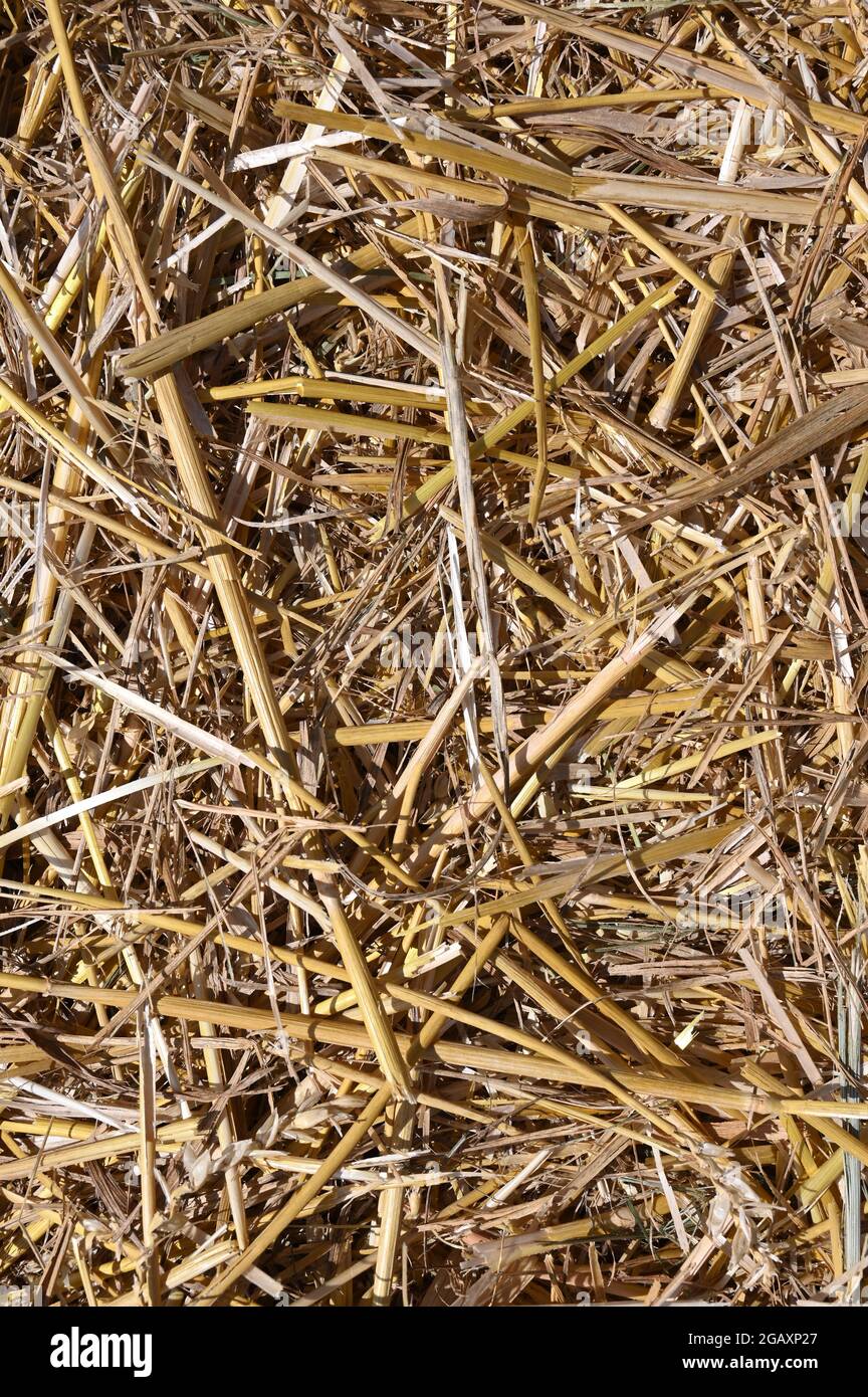 Dry golden yellow wheat straw Stock Photo - Alamy