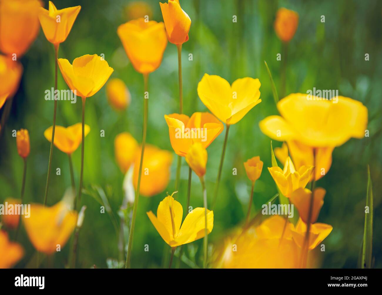 Foresthill Divide Trail Stock Photo - Alamy