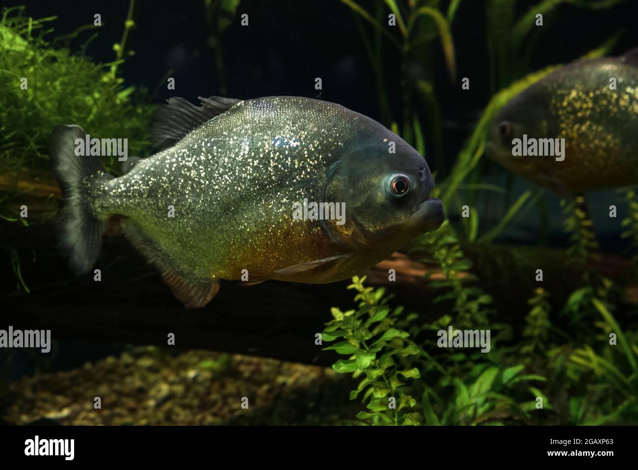 Piranha swimming hi-res stock photography and images - Alamy