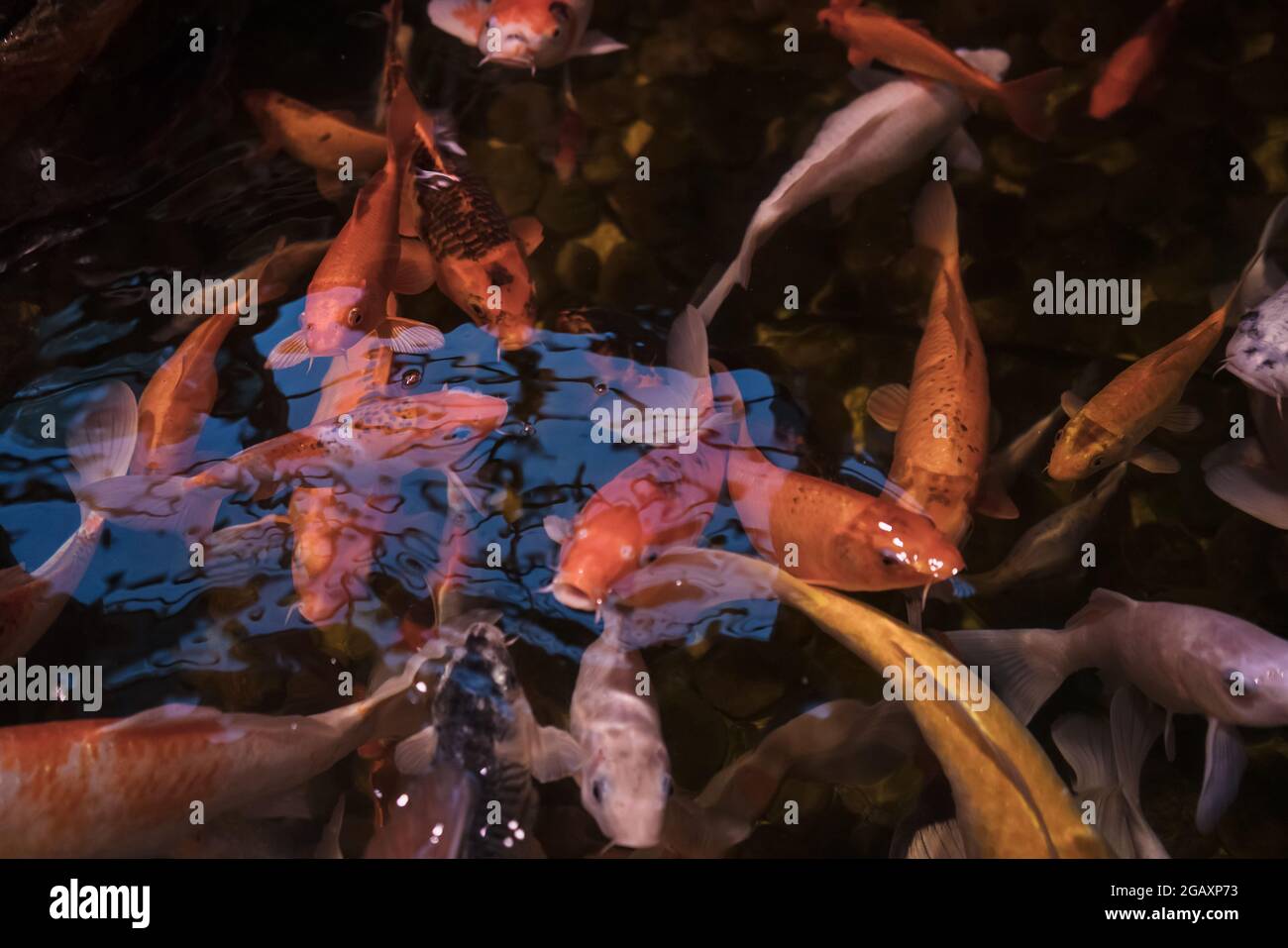 Fish school top view hi-res stock photography and images - Alamy