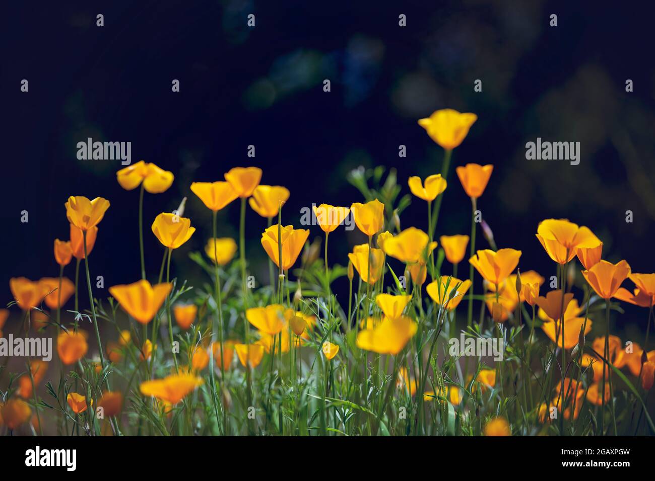 Foresthill Divide Trail Stock Photo - Alamy