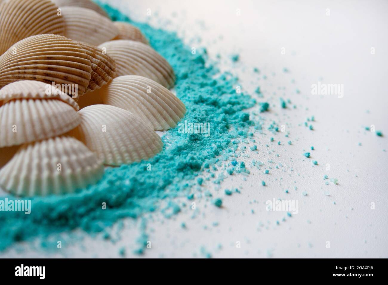 Sea shells inside turquoise colored powder circle close up Stock Photo ...