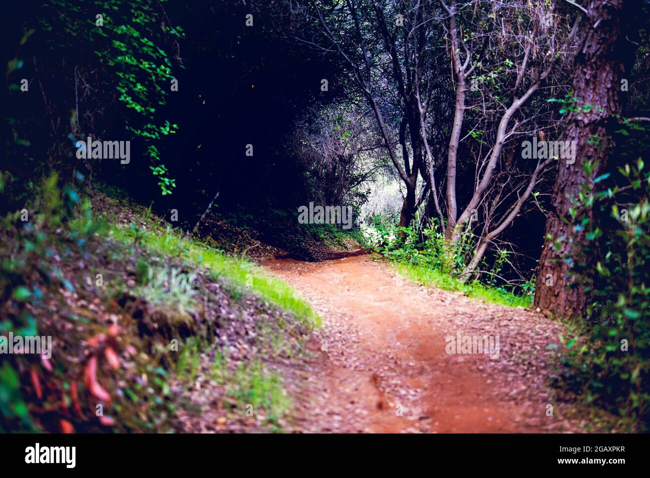 Foresthill Divide Trail Stock Photo - Alamy