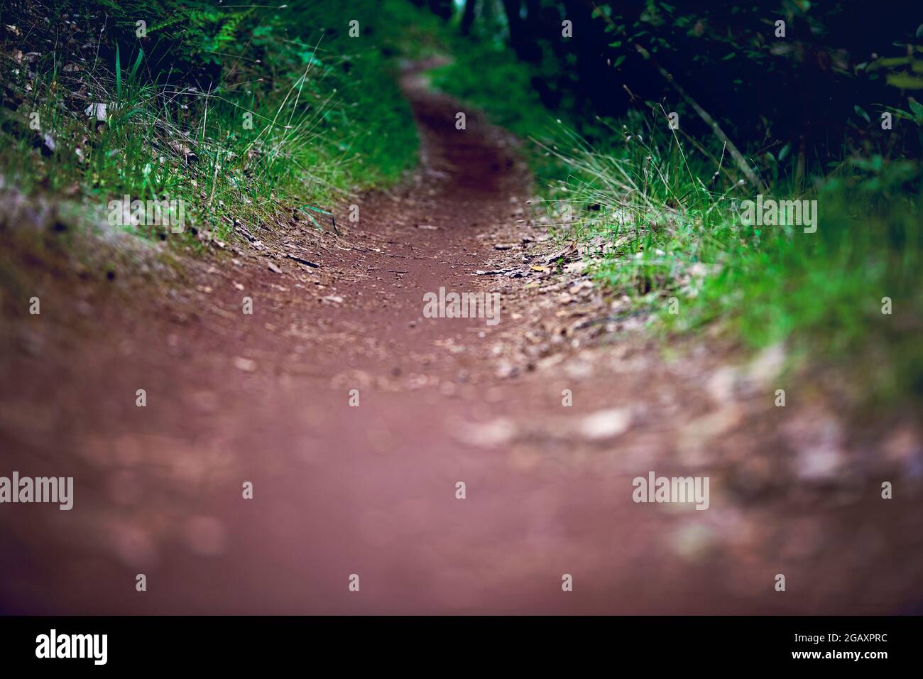 Foresthill Divide Trail Stock Photo - Alamy