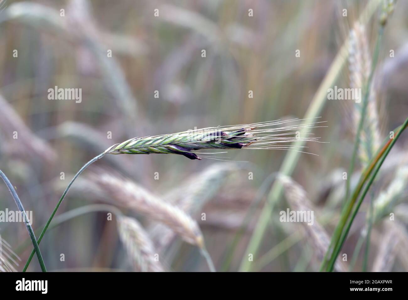 Claviceps purpurea, a poisonous fungal infection in cereals and grasses ...