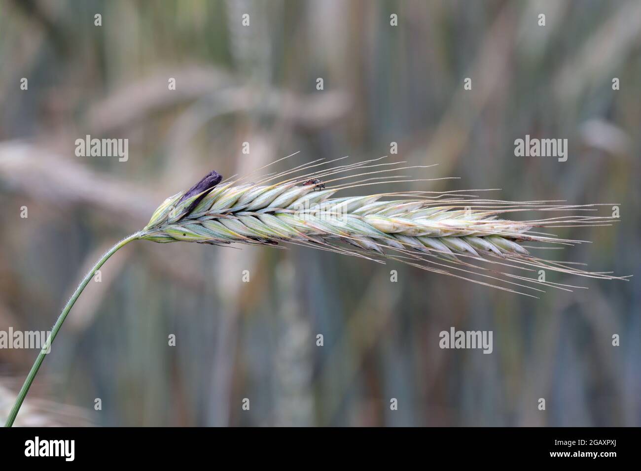 Claviceps purpurea, a poisonous fungal infection in cereals and grasses ...