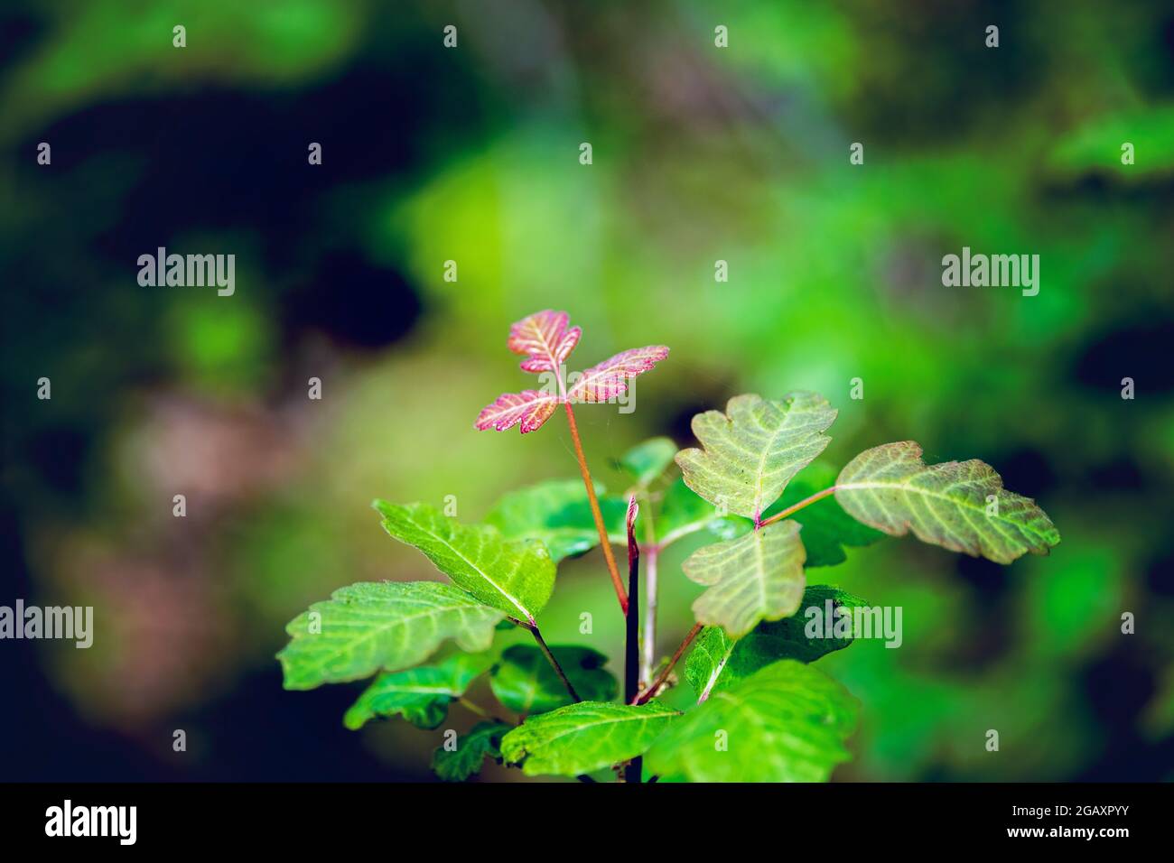Foresthill Divide Trail Stock Photo - Alamy