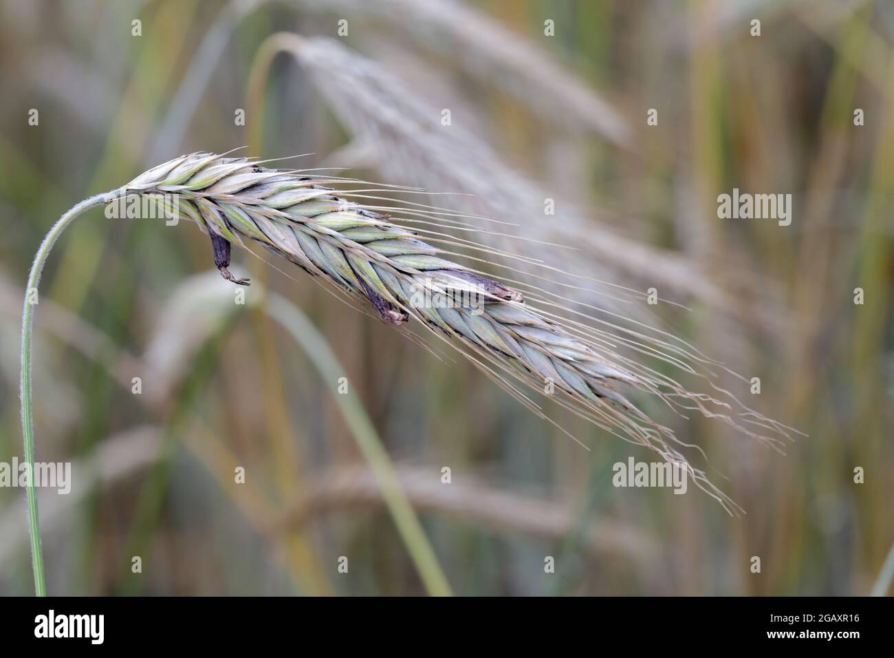 Claviceps purpurea, a poisonous fungal infection in cereals and grasses ...
