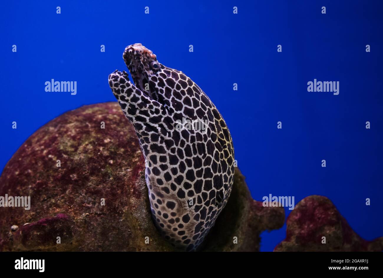portrait of Honeycomb moray or laced moray, also known as the leopard ...