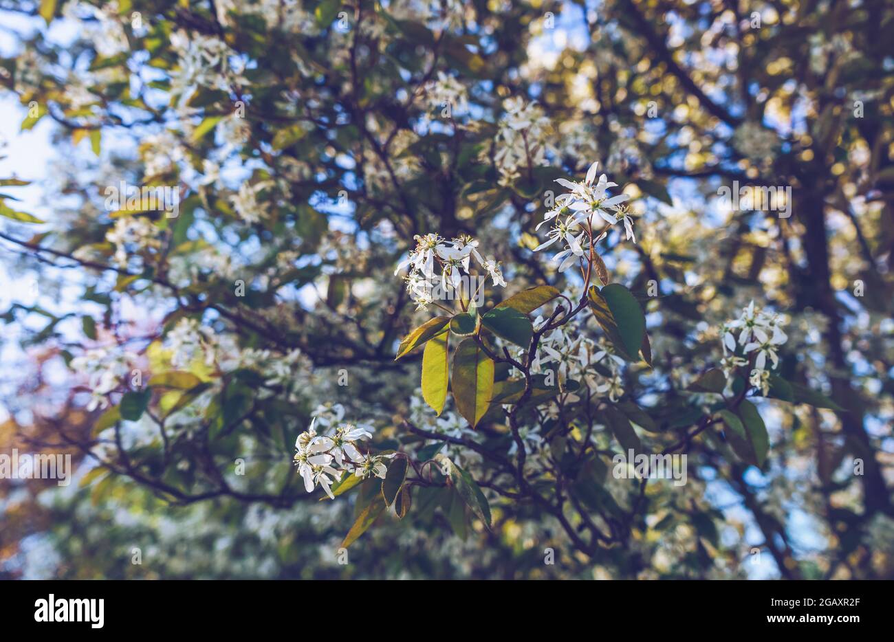 Juneberry tree hi-res stock photography and images - Alamy