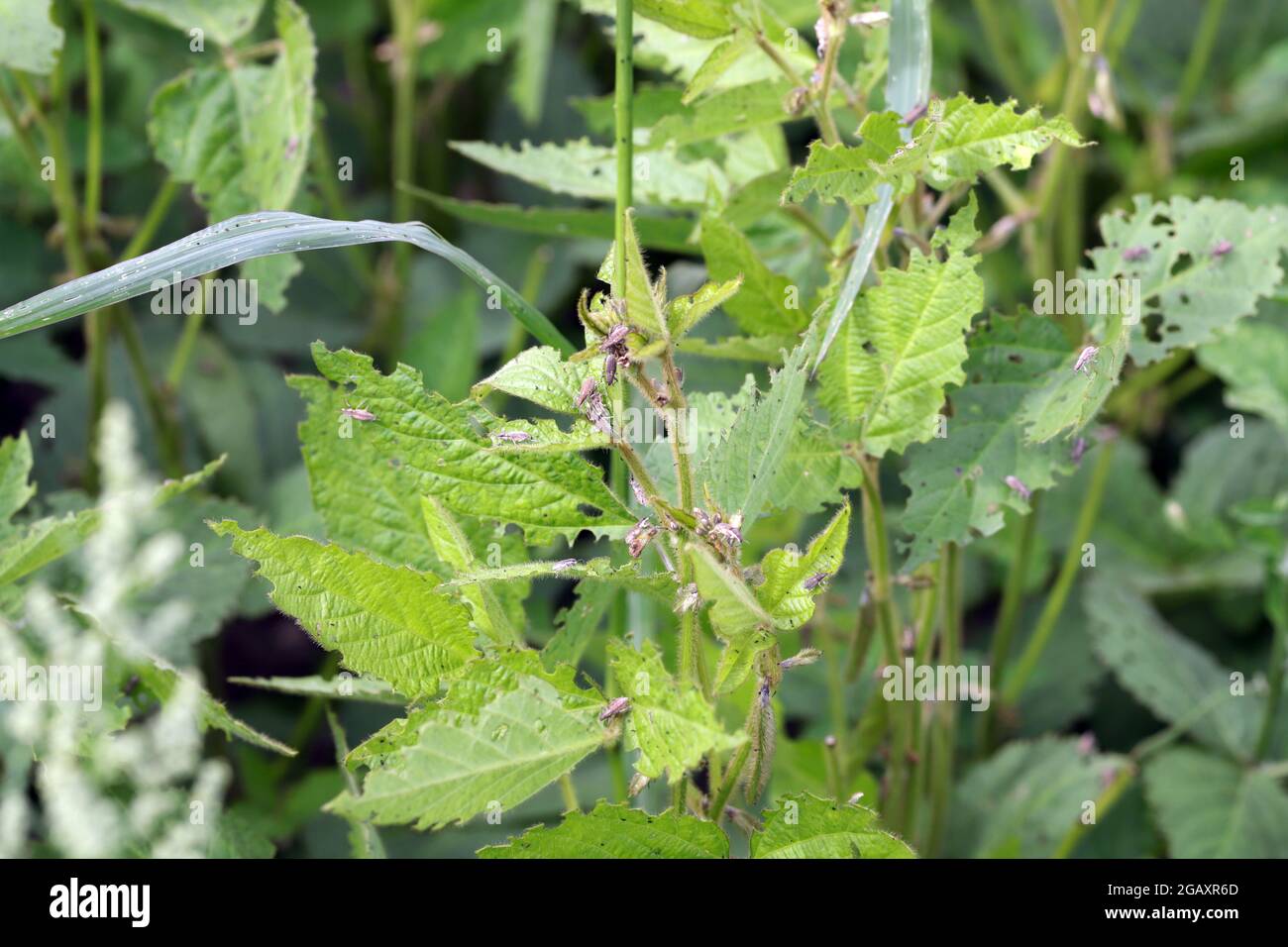 Soybean plants damaged by Lupine beetle - Charagmus (formerly Sitona ...