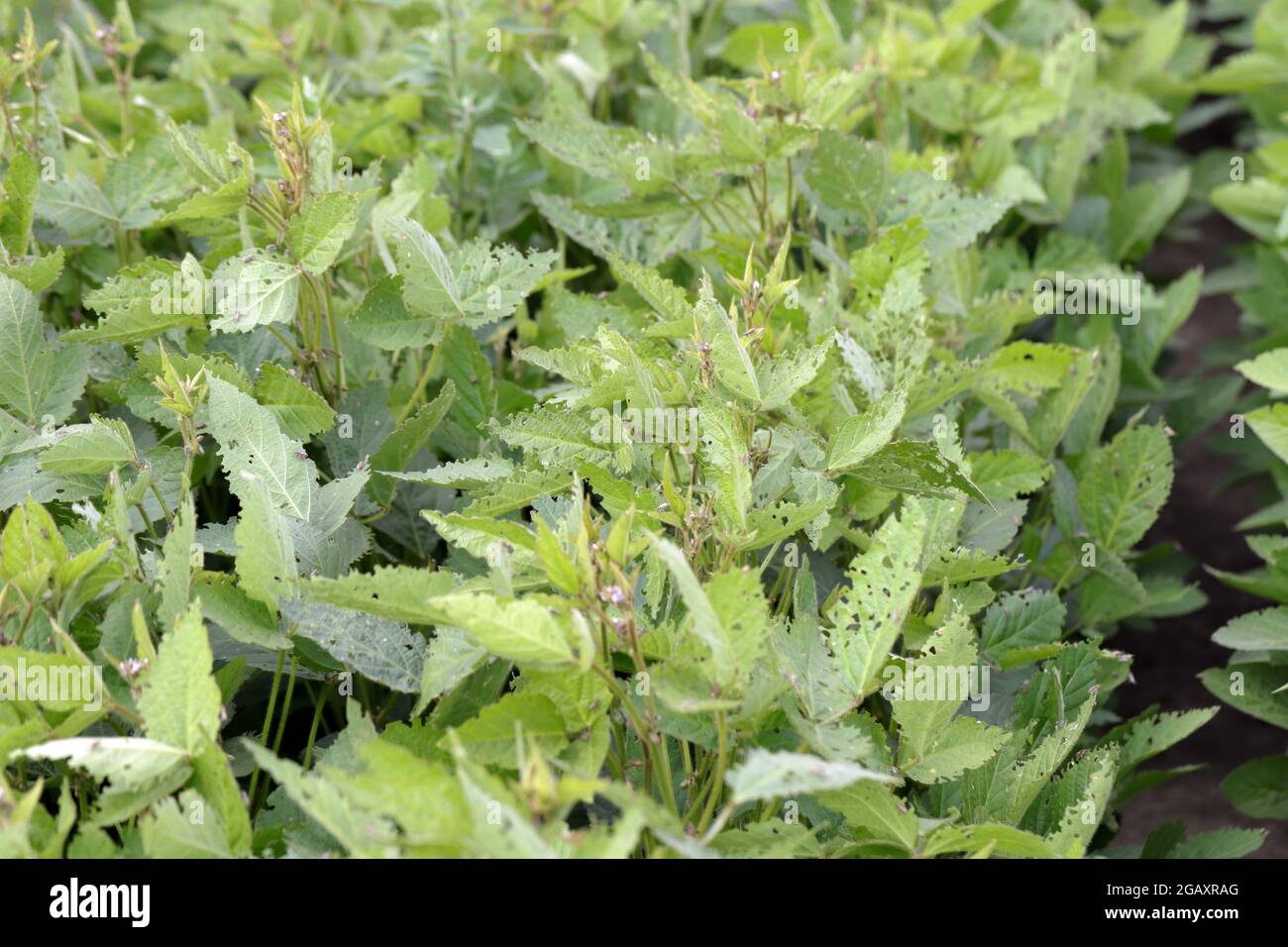 Soybean plants damaged by Lupine beetle - Charagmus (formerly Sitona ...