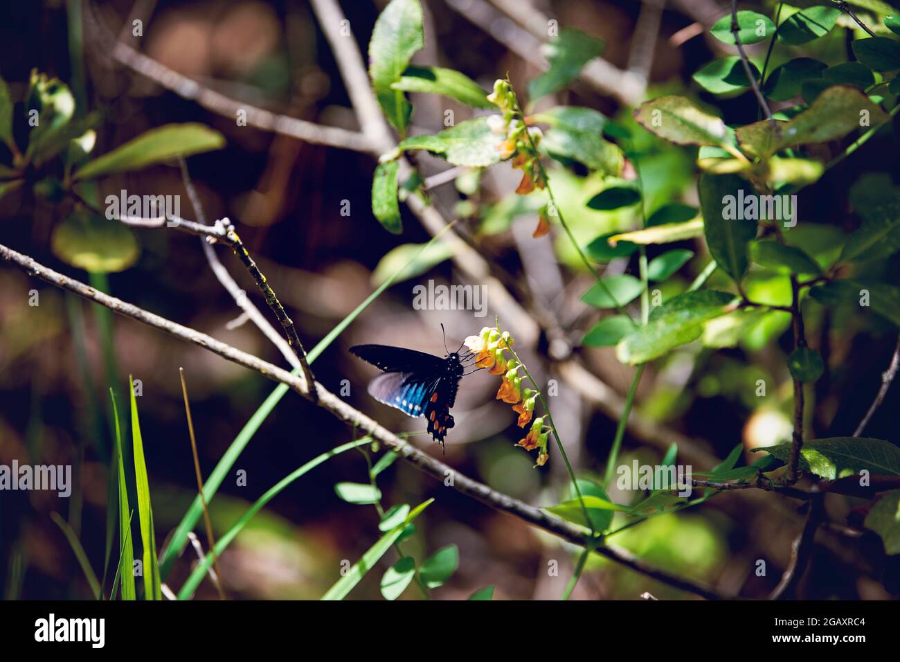 Beautiful butterfly on forest trail hi-res stock photography and images ...