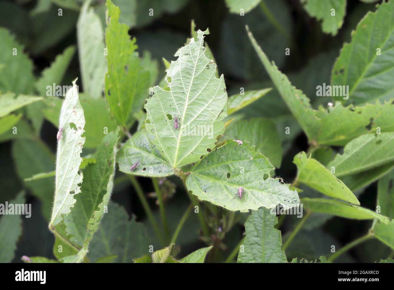 Soybean plants damaged by Lupine beetle - Charagmus (formerly Sitona ...