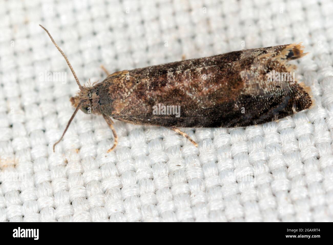 Plum fruit moth - Grapholita (sometimes Cydia) funebrana in plum friut ...
