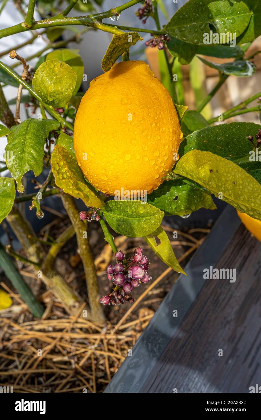 Yellow lemon with raindrops growing on lemon-tree in flowerpot. Lemon ...
