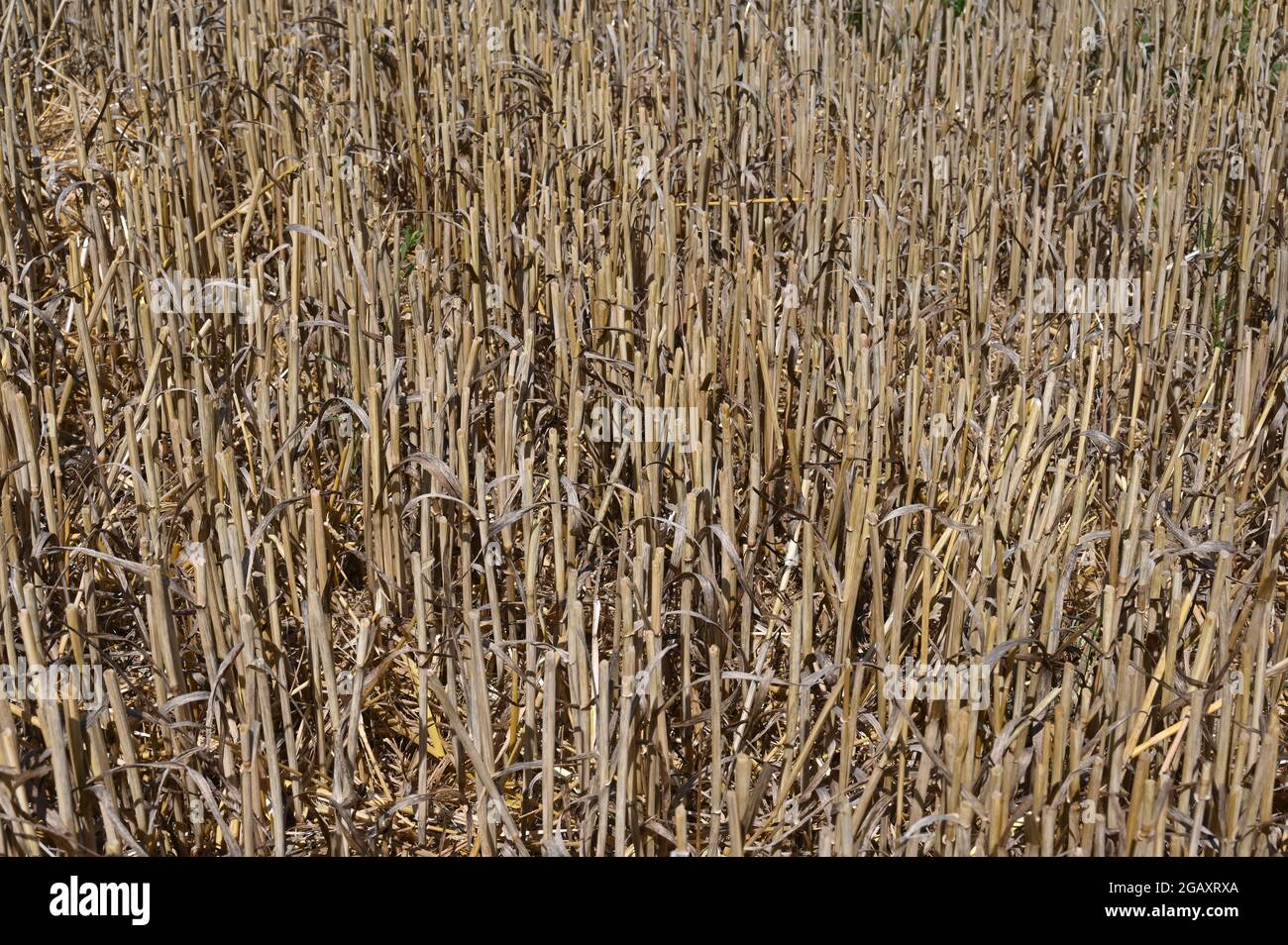 Stubble growth hi-res stock photography and images - Alamy