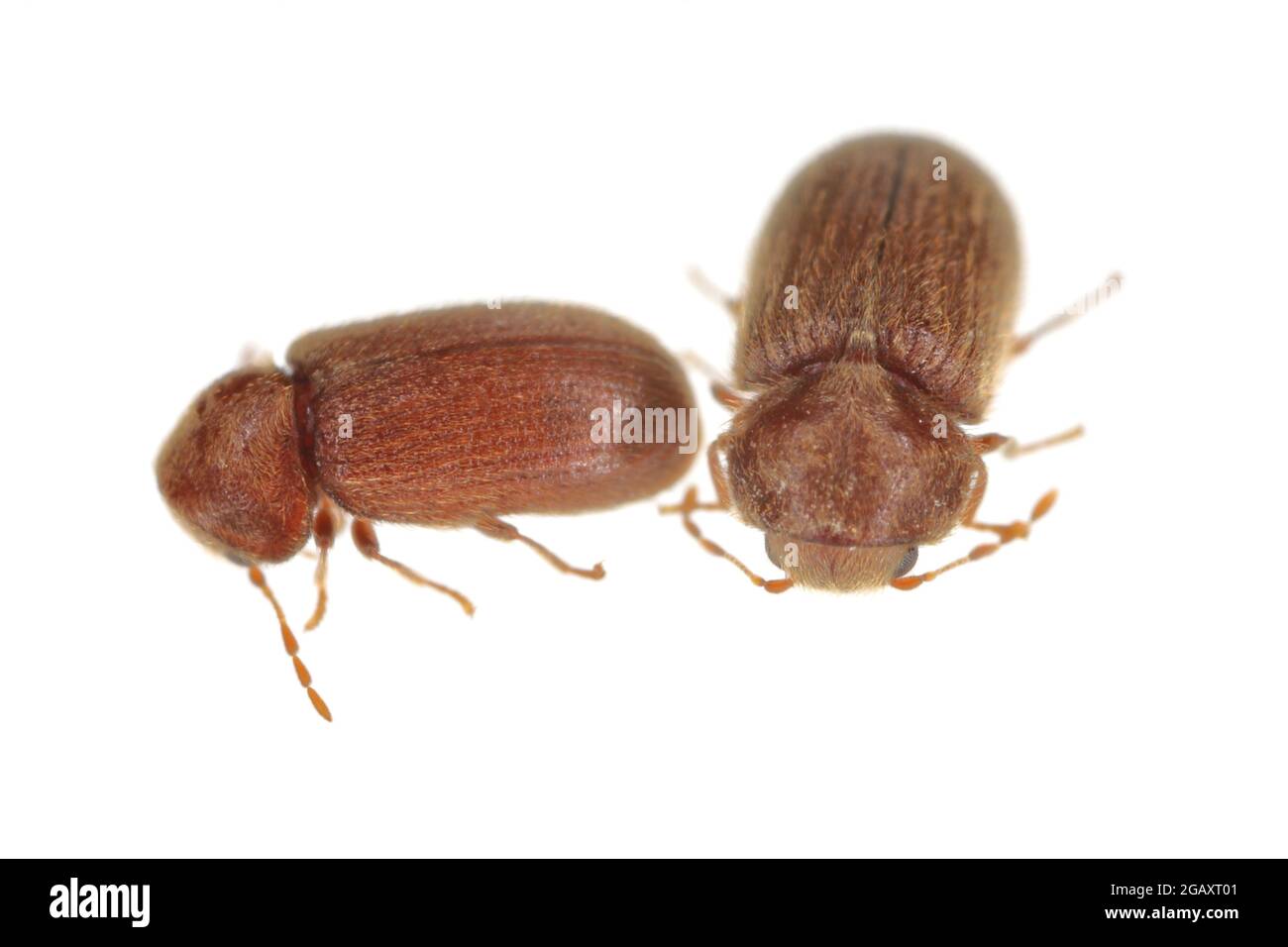 The drugstore beetles (Stegobium paniceum), also known as the bread ...