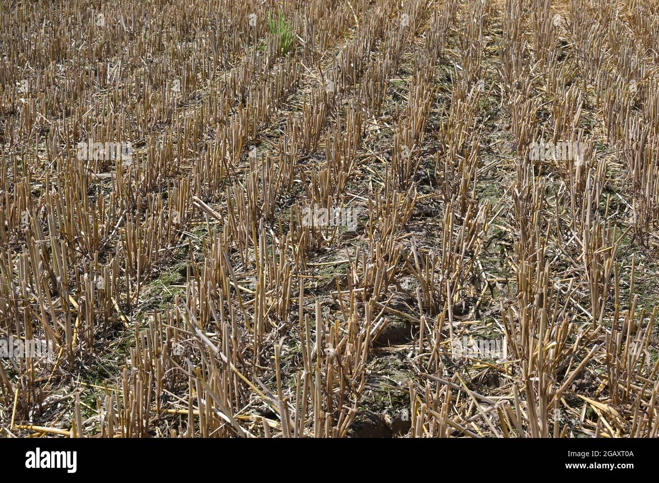 Straw stubble hi-res stock photography and images - Alamy